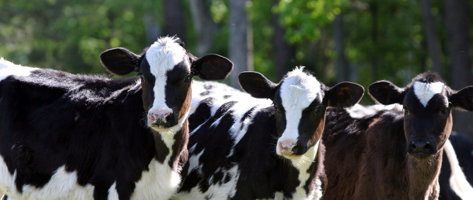 Calf Health Support | Strengthen Immunity & Boost Growth