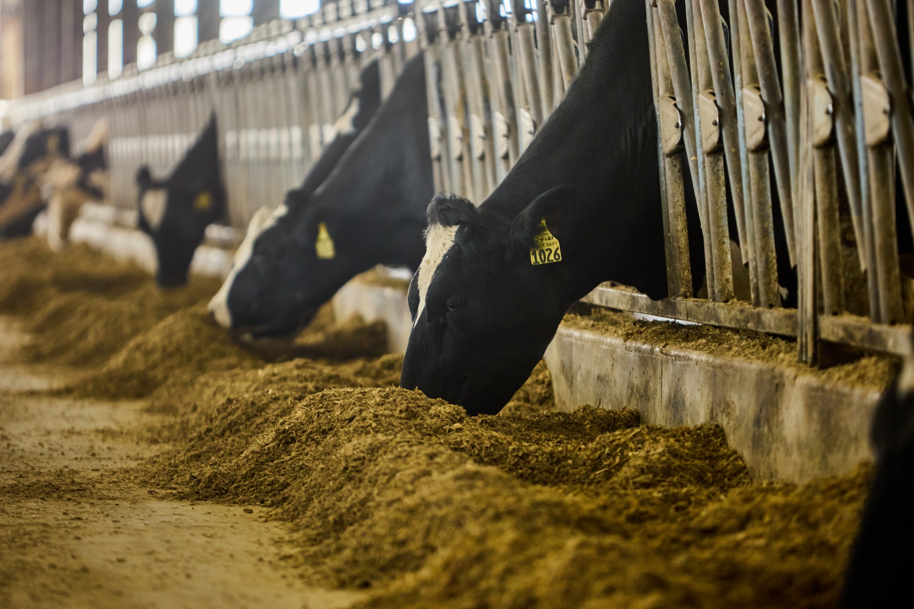 Gut Health & Immunity for Livestock | Boost Performance Naturally