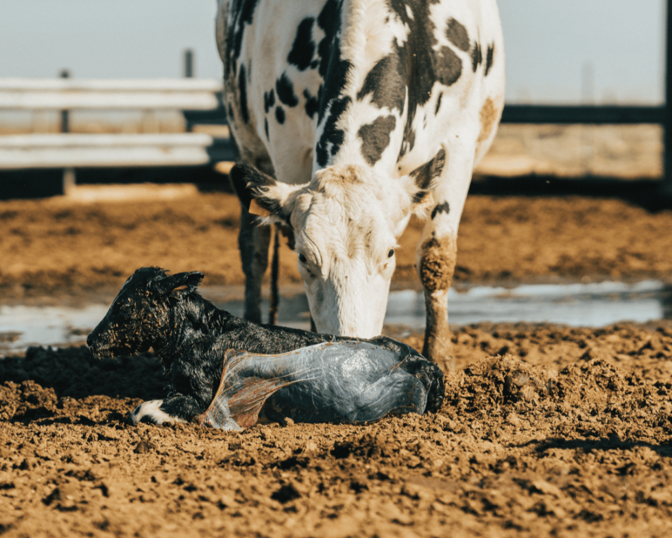 The Cutting-Edge of Transition Health Management - Agrarian Solutions